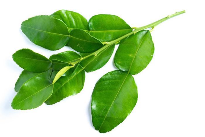 Tips Membuat Daun Jeruk Semakin Harum saat Dimasak, Kuncinya Wajib ...