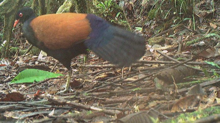 Dunia Hewan: Hilang 140 Tahun, Merpati Ini Ditemukan di Papua Nugini ...