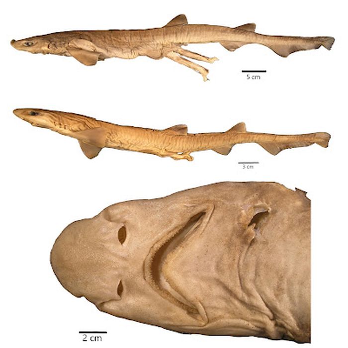 Dunia Hewan: Penemuan Spesies Baru Hiu Kucing Berekor Gergaji ...