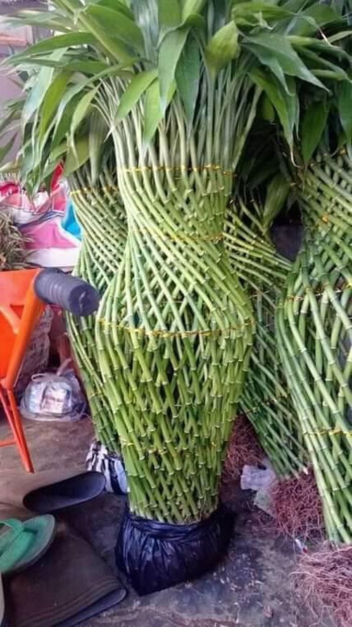 Tak Hanya Bikin Foto Interior Makin Cantik, Tanaman Hias Ini Bawa Hoki ...