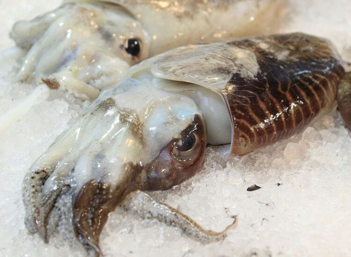 Sekilas Sangat Mirip, Ini 5 Perbedaan Cumi dan Sotong, Paling Kelihatan ...