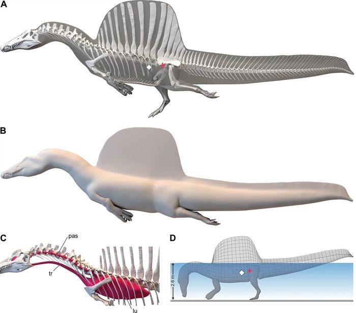 Spinosaurus aegyptiacus Ternyata Bukanlah Dinosaurus Khusus Perairan ...