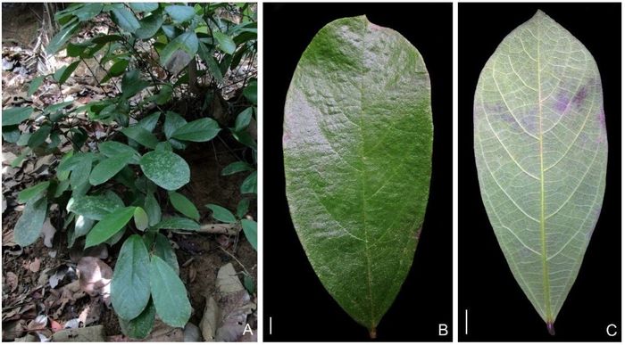 Thottea beungongtanoeh, Spesies Baru Tanaman Berbunga dari Aceh ...