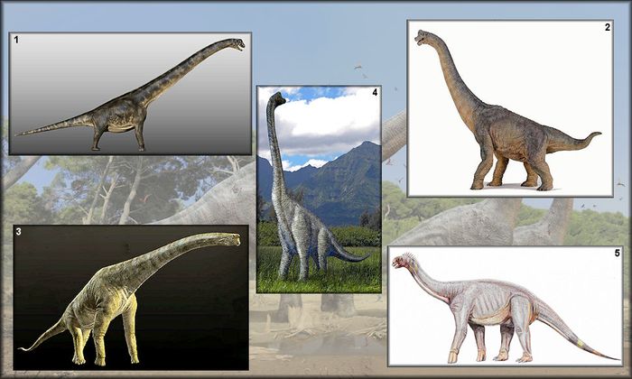 Chucarosaurus diripienda, Spesies Baru Dinosaurus Titan dari Patagonia ...