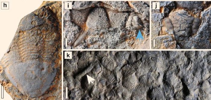 Fosil Hewan Laut di Maroko, Laut Ordovisium Awal Dikuasai Arthropoda ...