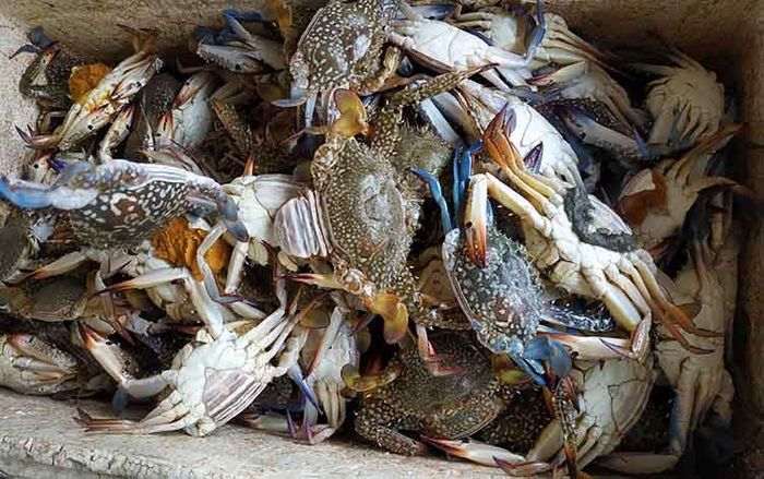 Sekilas Mirip, Ini Perbedaan Kepiting dan Rajungan yang Sering Dijual ...