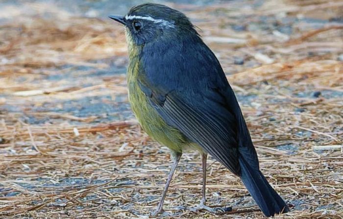 Dunia Hewan: Ahli Mengidentifikasi Dua Spesies Baru Burung Robin Semak ...