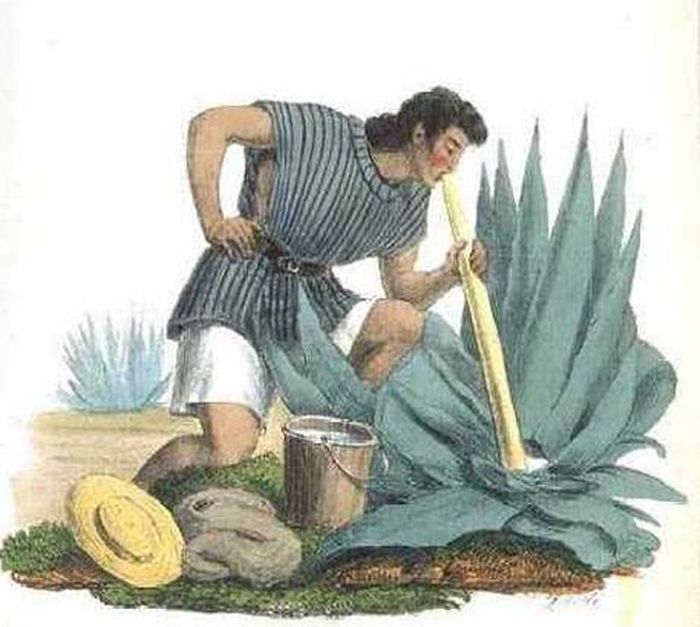 Pulque, Minuman Alkohol Mesoamerika Kuno Jadi Obat Penyakit Diabetes ...