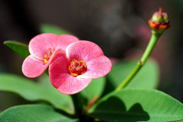 7 Jenis Tanaman Hias yang Cocok Bagi Pemula, Minim Perawatan Tapi ...