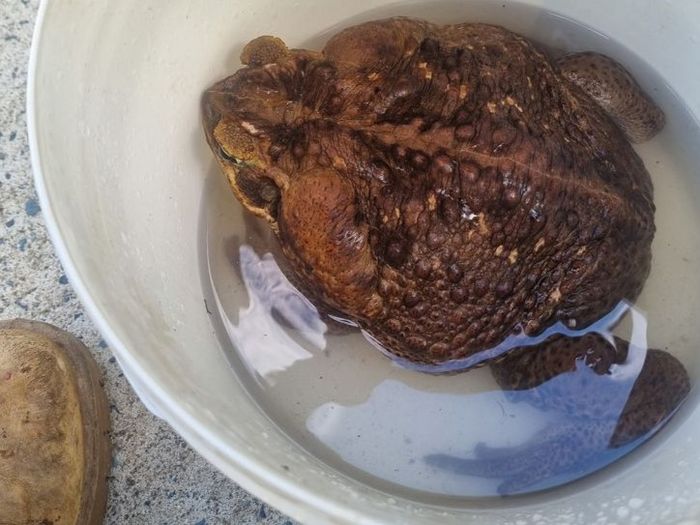 Dunia Hewan: Kodok Raksasa Toadzila Ditemukan Rangers di Australia ...