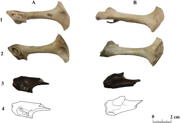 Paleontolog Menemukan Fosil Burung Laut dari Zaman Miosen di Portugal ...