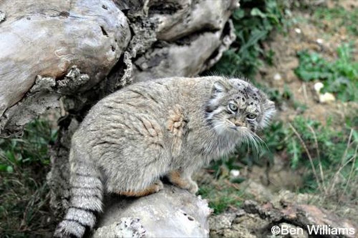 Dunia Hewan: Kucing Langka Ini Diketahui Menghuni Gunung Everest ...