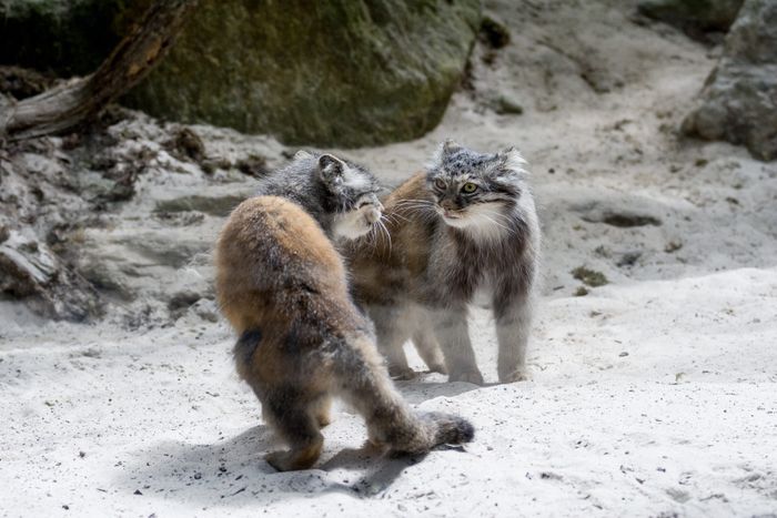 Dunia Hewan: Kucing Langka Ini Diketahui Menghuni Gunung Everest ...
