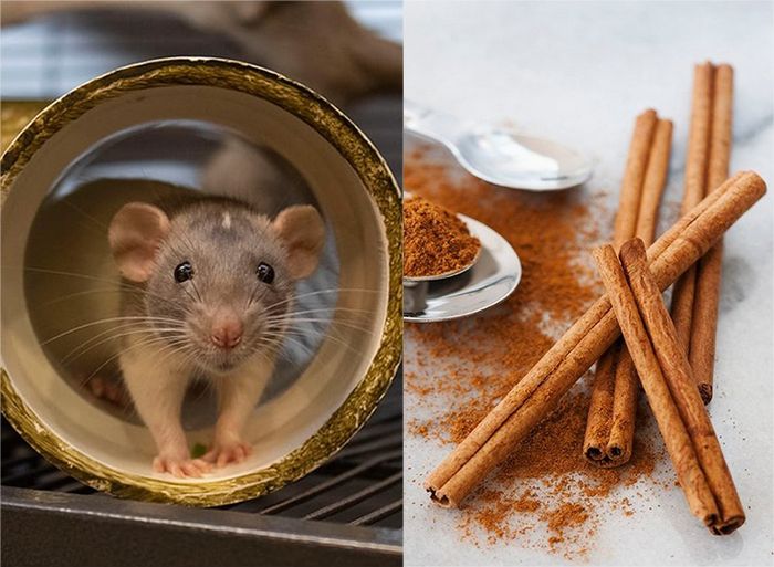 Tikus Benci Baunya, Sebar 4 Bahan ini di Rumah, Tikus Bakal Ngacir dan ...