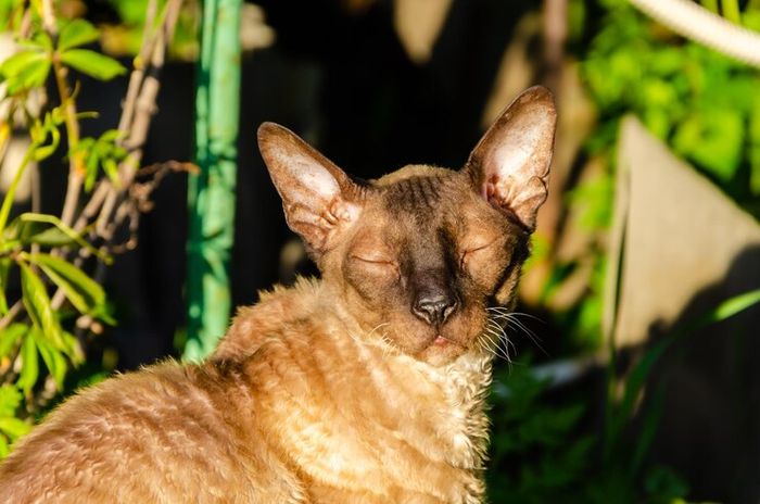 Punya Tubuh Ramping dan Bulu Keriting, Ketahui 5 Fakta Kucing Cornish ...