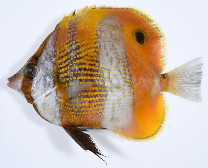 Dunia Hewan: Ilmuwan Menemukan Spesies Baru Ikan Karang Coradion ...