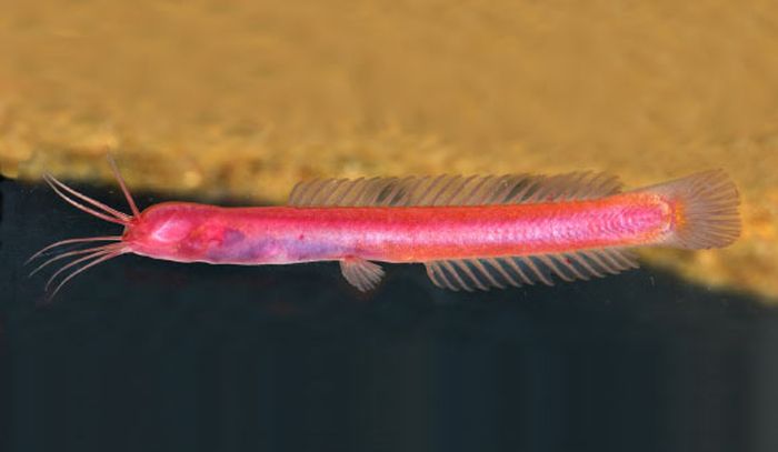 Dunia Hewan: Spesies Baru Ikan Lele Bawah Tanah Ditemukan di India ...