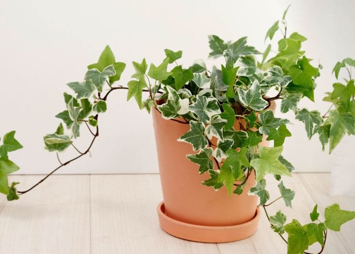 5 Tanaman Hias Warna Hijau Sage yang Cocok untuk Dekorasi Rumah - iDEA