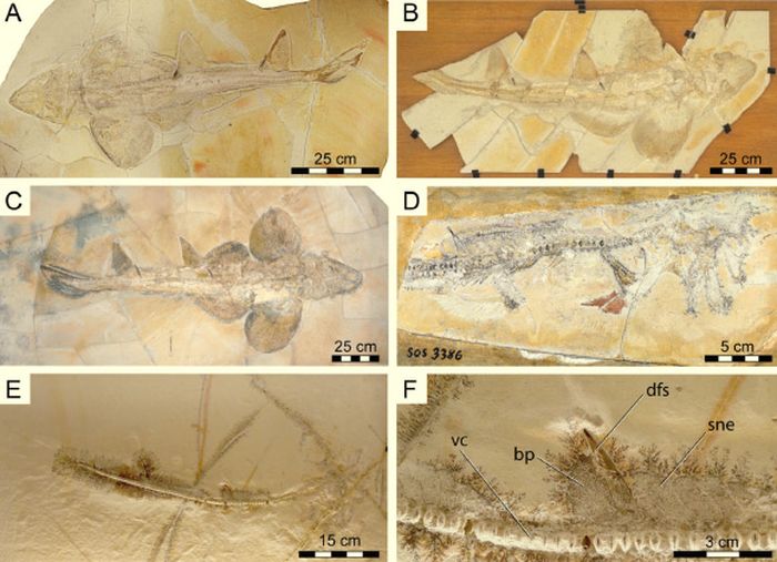 Paleontolog Merekonstruksi Kembali Spesies Hiu Jurassic yang Misterius ...