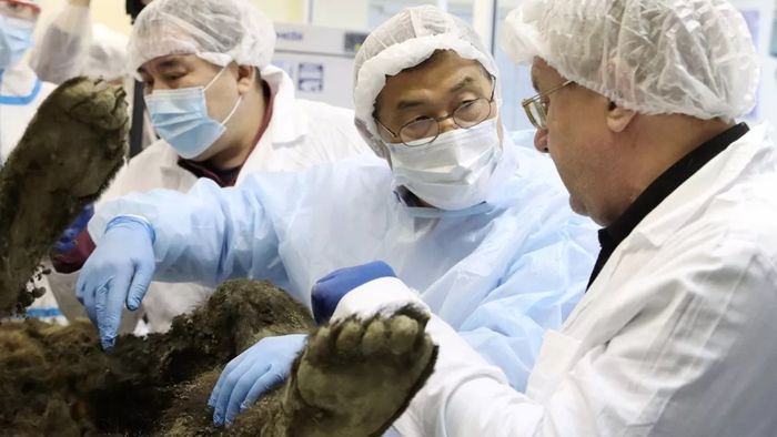 Mengungkap Misteri Mumi Beruang Purba dari Permafrost Siberia - National Geographic