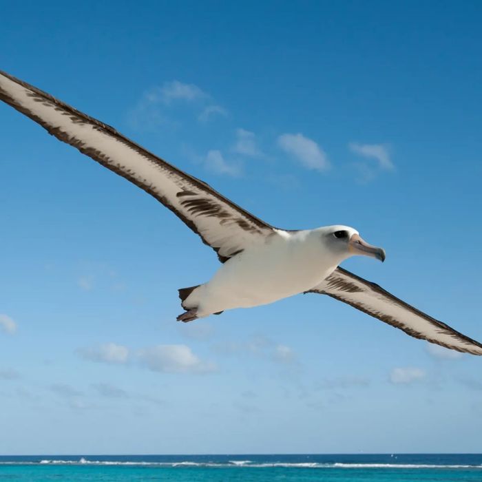 Dunia Hewan: Kemampuan Burung Albatros Terbang di Pusaran Badai ... Dunia Hewan: Kemampuan Burung Albatros Terbang di Pusaran Badai ...