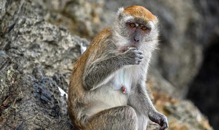 Monyet Ternyata Bisa Membuat Alat Batu Mirip Buatan Manusia Purba - National Geographic