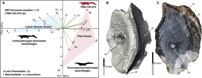 Fosil "Naga Laut" Ichthyosaurus Ditemukan di Pulau Arktik Spitsbergen ...