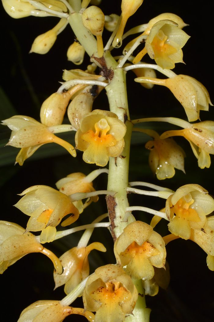 Pelesiran dan Pelestarian: Mengeja Puspa di Pucuk-pucuk Tertinggi Jawa ...