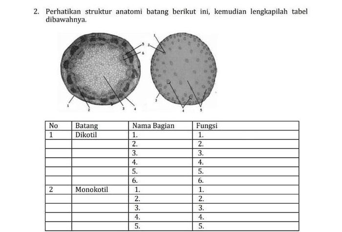 Jawab Soal Biologi Kelas XI Bab 3, Struktur Anatomi Batang - Adjar