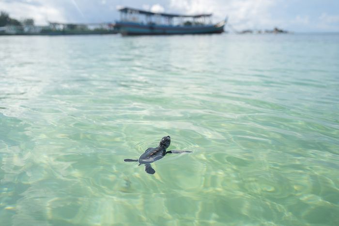 Pelesiran Terbaik Belitung: Kami Bertaut di Pesisir si Siput Laut ...