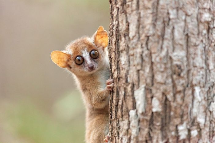 Dunia Hewan: Perubahan Iklim Mengancam Lemur Tikus di Madagaskar ...
