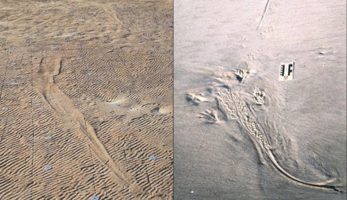 Amfibi Raksasa Purba Berenang Seperti Buaya 250 Juta Tahun yang Lalu ...