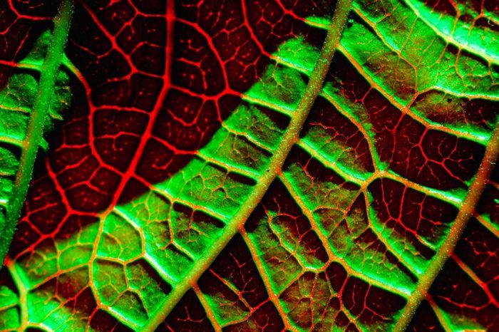 4 Struktur Penyusun Sel Tumbuhan serta Fungsinya, Apa Saja? - Halaman 2 ...