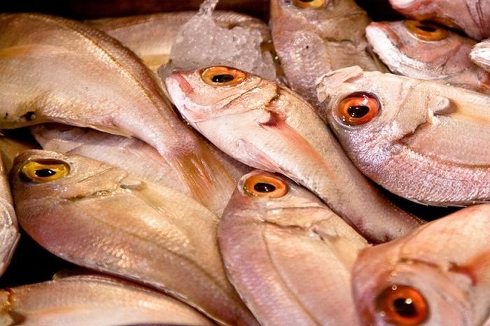 6 Ciri Ciri Dan Karakteristik Ikan Nila Serta Manfaatnya Bagi Kesehatan