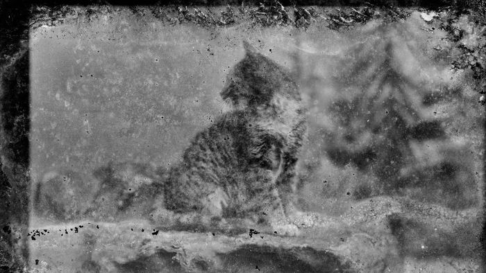 Mitologi dan Legenda Kucing Iblis Berkeliaran 100 Tahun di US Capitol ...