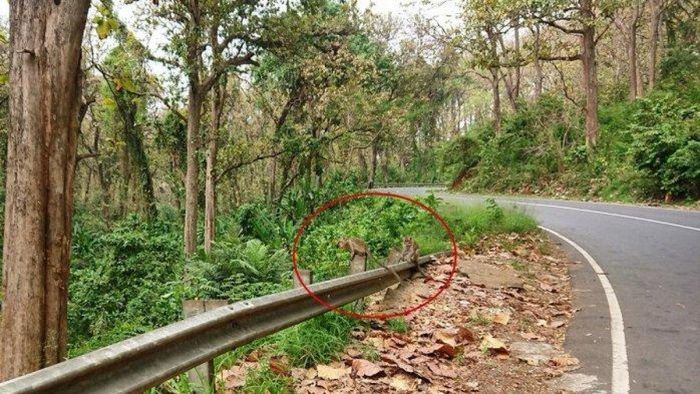 MERINDING Kisah Mistis Warung Gaib di Alas Roban, Konon Jadi Tempat ...