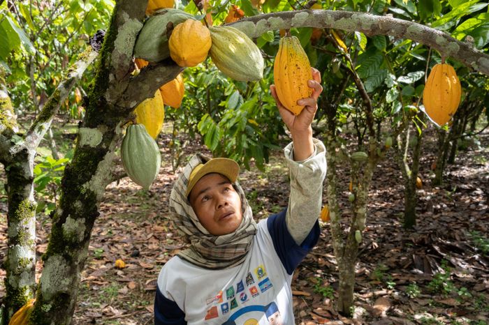 Memperkenalkan Investasi Berbasis Alam Lewat Festival Lestari V ...