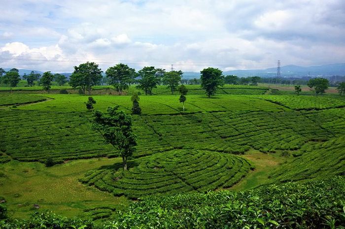 3 Hidden Gem Bandung untuk Weekend Buat Healing di Kebun Teh - CewekBanget