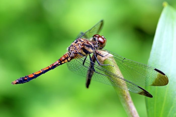 4 Peran Capung bagi Keseimbangan Ekosistem Perairan dan Lingkungan ...