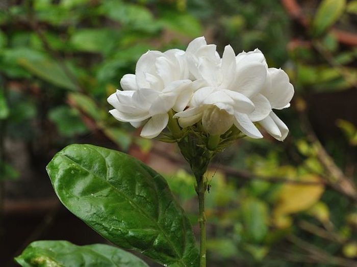 Mengenal 3 Bunga Nasional Bangsa Indonesia serta Karakteristiknya, Apa ...