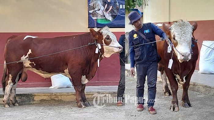 MASYAALLAH, Presiden Jokowi Kurban Sapi Raksasa di 38 Provinsi, Bobot ...