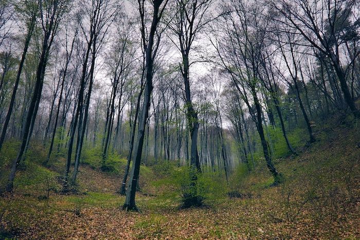 Mengenal Karakteristik Hutan Musim serta Kawasan Persebarannya, Apa ...