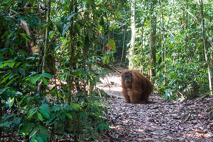 13 Fakta Menarik Taman Nasional Gunung Leuser yang Dikenal sebagai ...