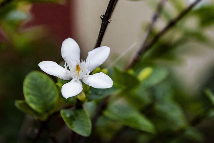 Bunga Nasional Indonesia: Melati, Anggrek Bulan, dan Padma Raksasa # ...