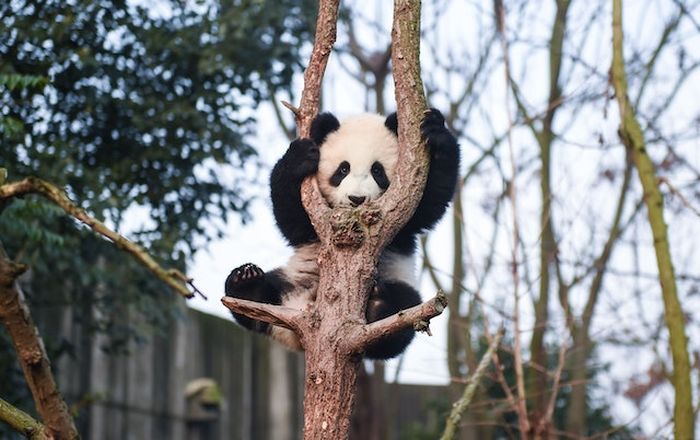 15 Fakta Unik Panda, Hewan Menggemaskan yang Memiliki 6 Jari - Semua ...