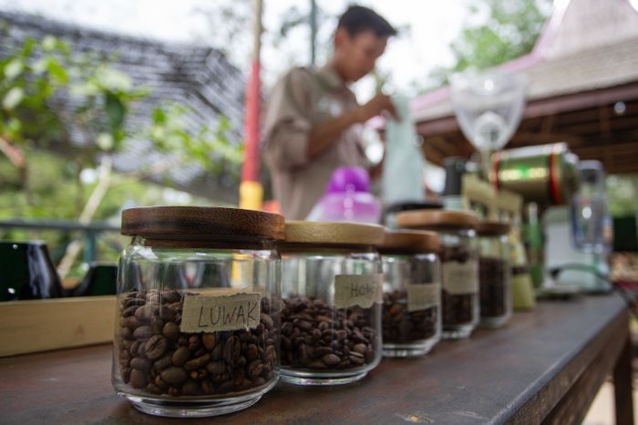 Menguarnya Aroma Kopi di antara Tengik Getah Karet Desa Prangat Baru ...