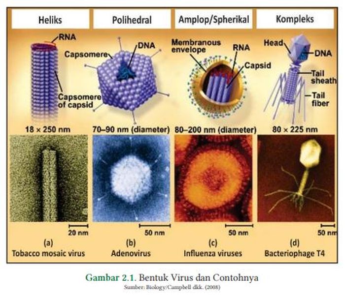 Pengertian, Jenis, dan Bentuk Virus, Materi Bab 2 IPA Kelas X SMA Kurikulum Merdeka - Semua ...