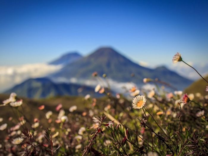 13 Fakta Menarik Taman Nasional Gunung Gede Pangrango, Cagar Alam Pertama di Indonesia - Halaman ...