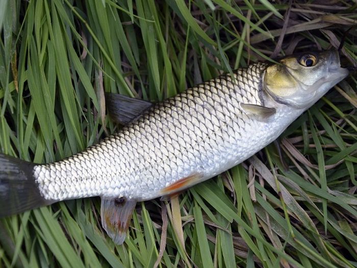 6 Jenis Ikan yang Hidup dan Dibudidayakan di Air Payau, Apa Saja ...