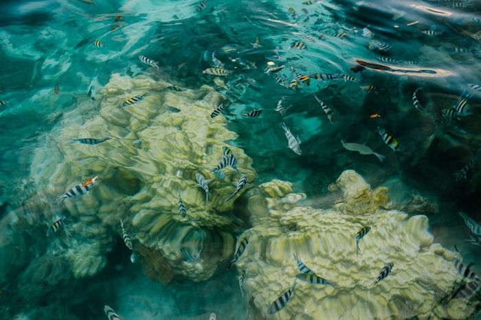 2 Klasifikasi Biota Berdasarkan Habitat serta Penjelasannya, Materi ...